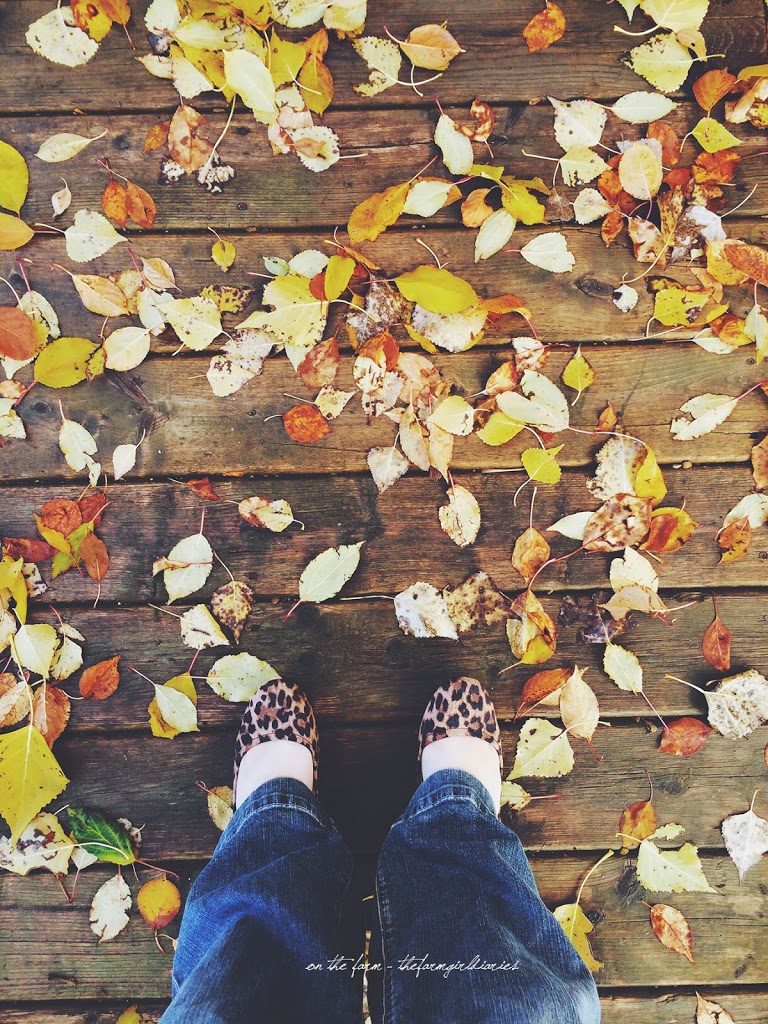 the week in farm photos – October 20th to October 26th » The Farmgirl ...